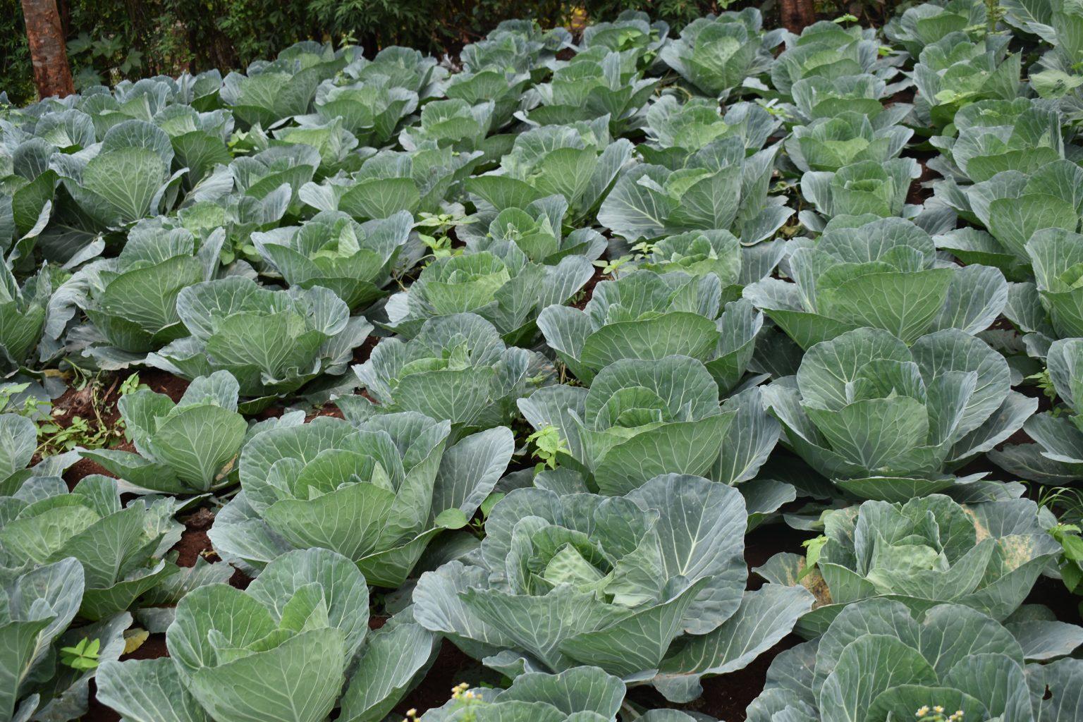 Best Crops To Farm In Nyandarua County With High Profit - Agricultural ...