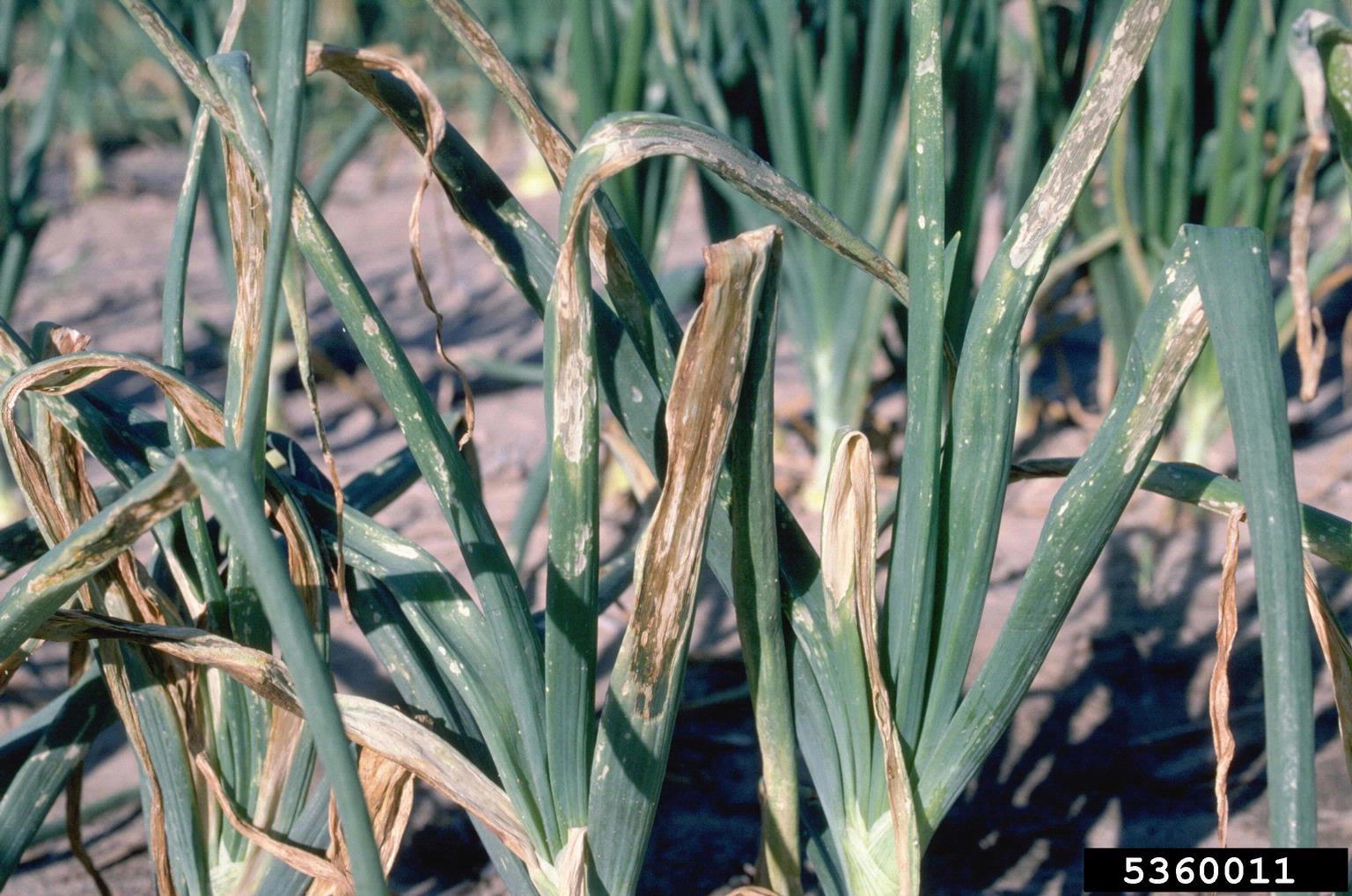 Common bacterial diseases in onion farming-how to control
