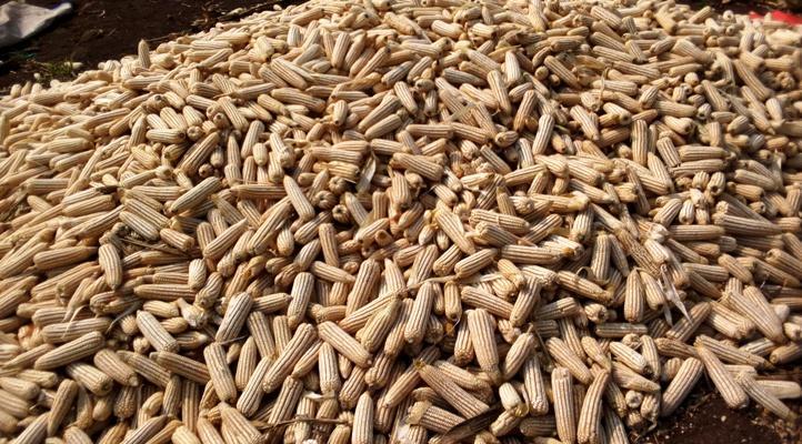 How To Harvest More Than 44 Bags Of Maize Per Acre - Agricultural ...