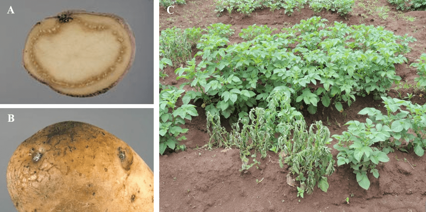 Simple Home Experiment, Identify Bacterial Wilt In Your Crop ...