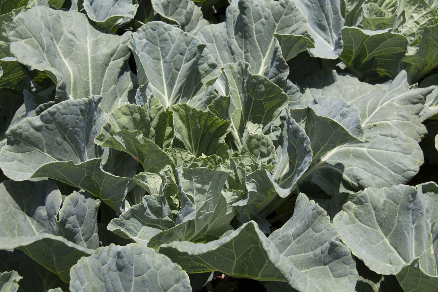 Best Kales And Collards To Farm In Kenya,2024 - Agricultural Solution ...