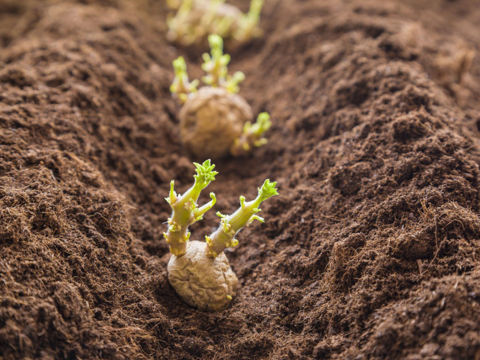 Understanding various growth stages of a potato plant
