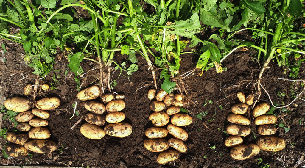 Understanding Various Growth Stages Of A Potato Plant - Agricultural ...