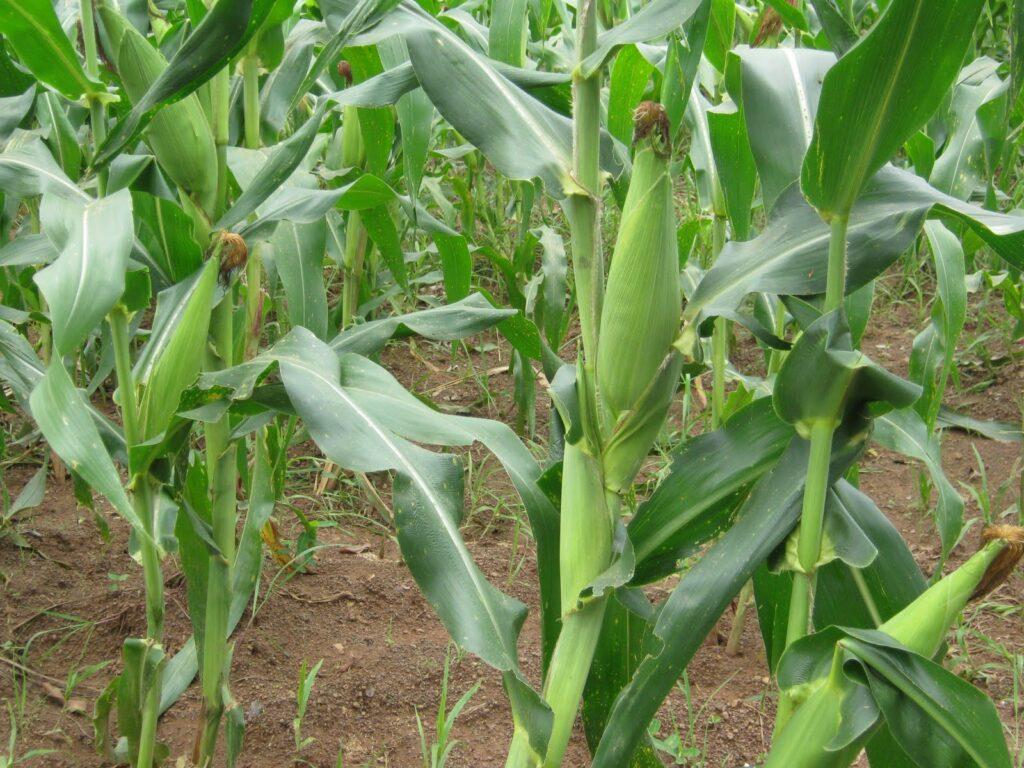 How To Get High Yields In Maize Farming - Agricultural Solution Center