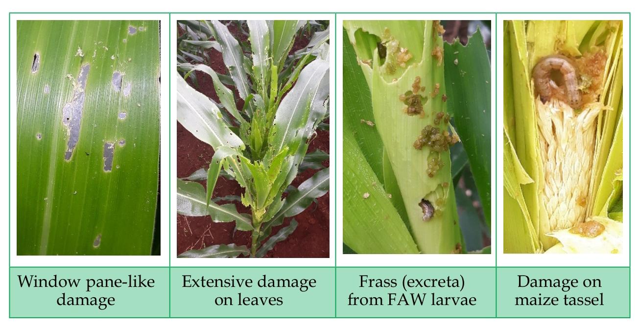 How To Detect And Control Fall Armyworm In Maize Farming - Agricultural ...