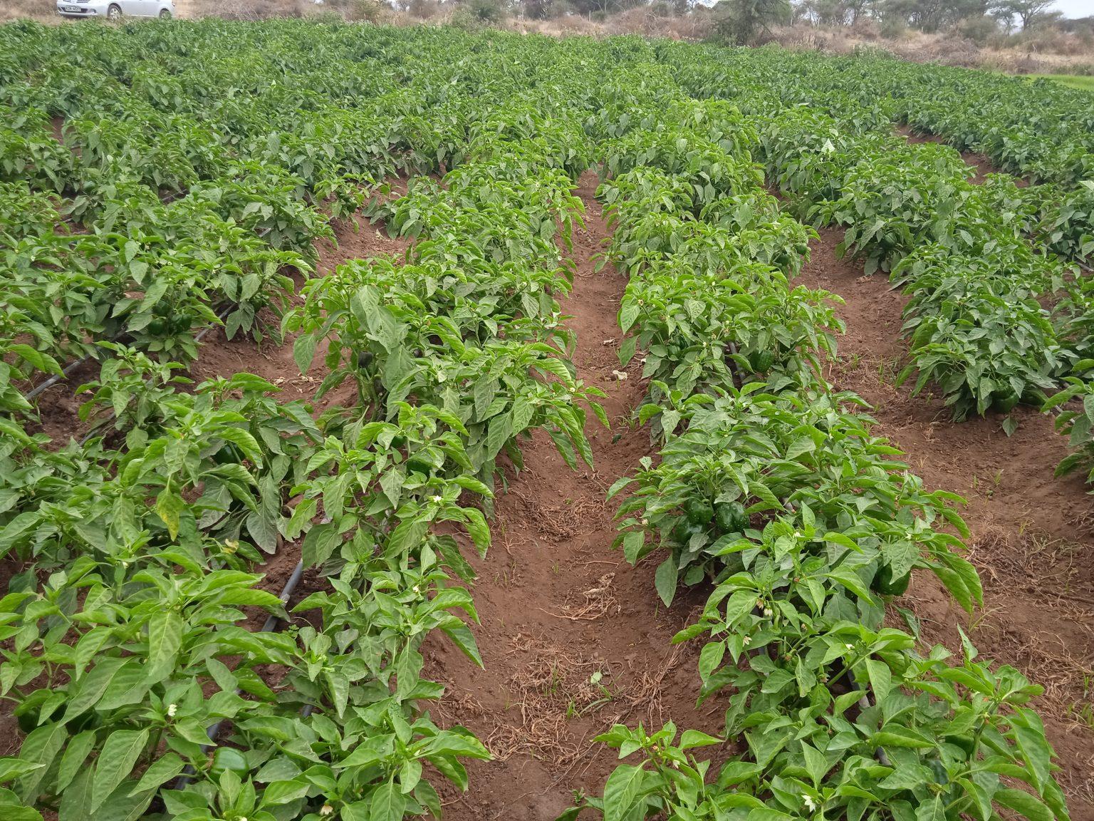 The Right Capsicum Planting Spacing With High Yields - Farmworx Kenya ...
