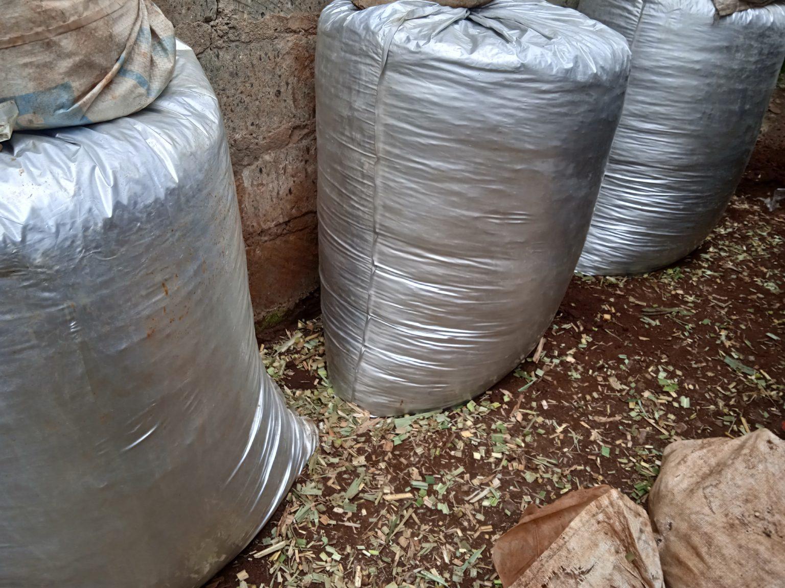 How To Make Affordable Napier Silage Easily - Agricultural Solution Center