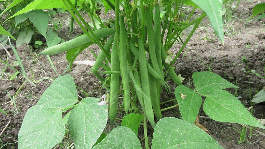 A Simple Way Of Calculating Total Costs In Farming - Agricultural ...