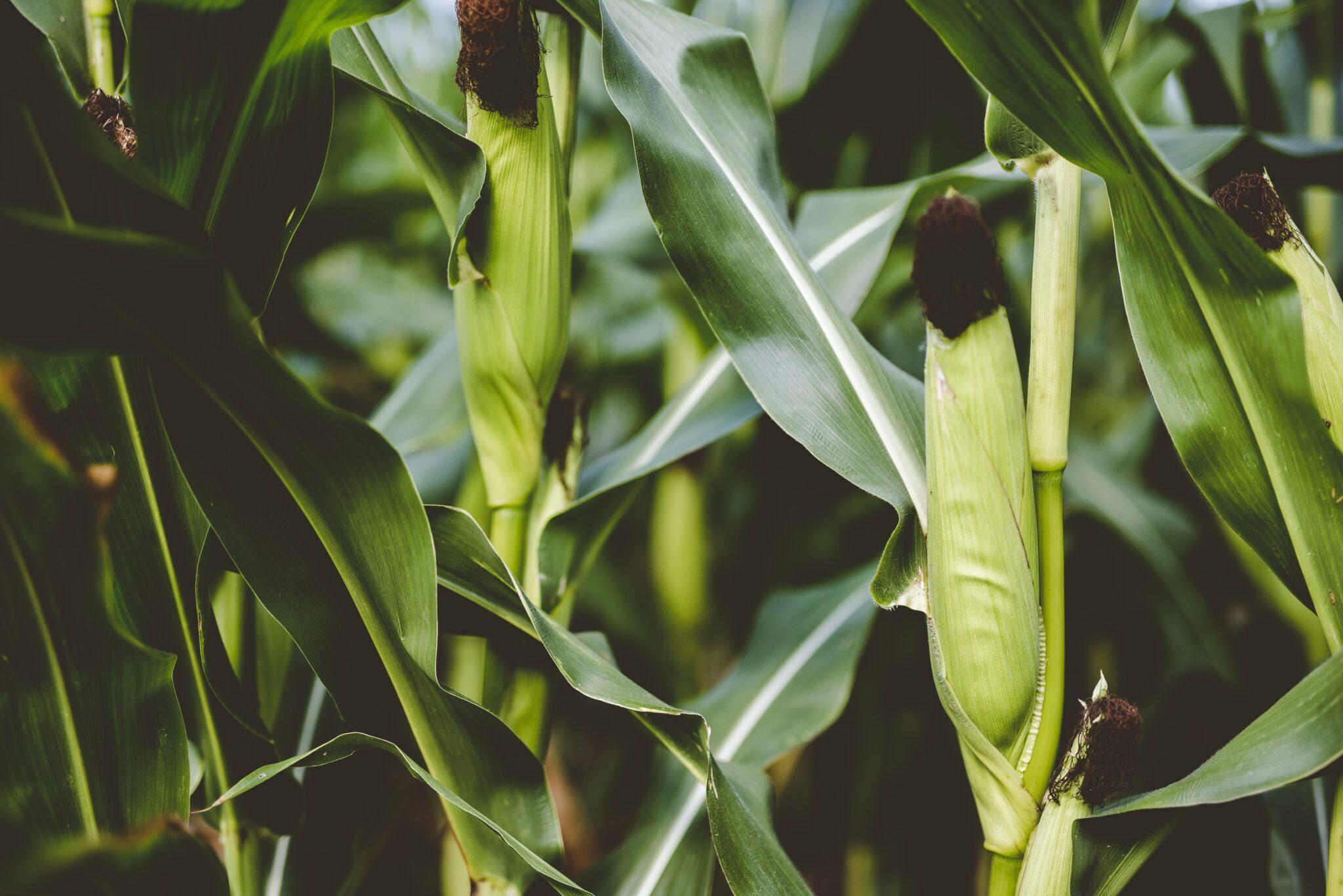 Simplified Fertilizers Application And Spray Guidelines For Maize ...