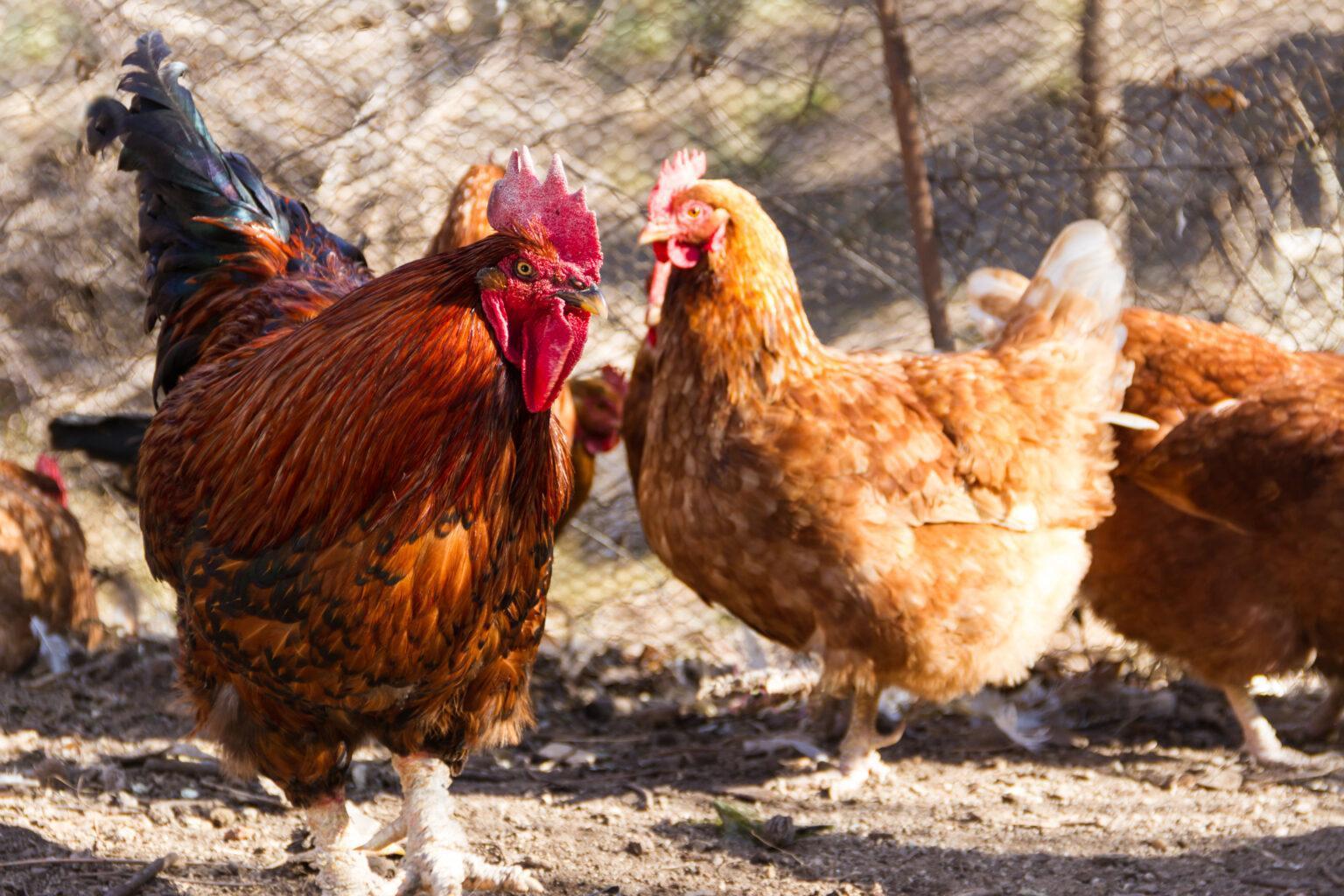 The Greatest Problem Facing Poultry Farming In Kenya - Agricultural ...