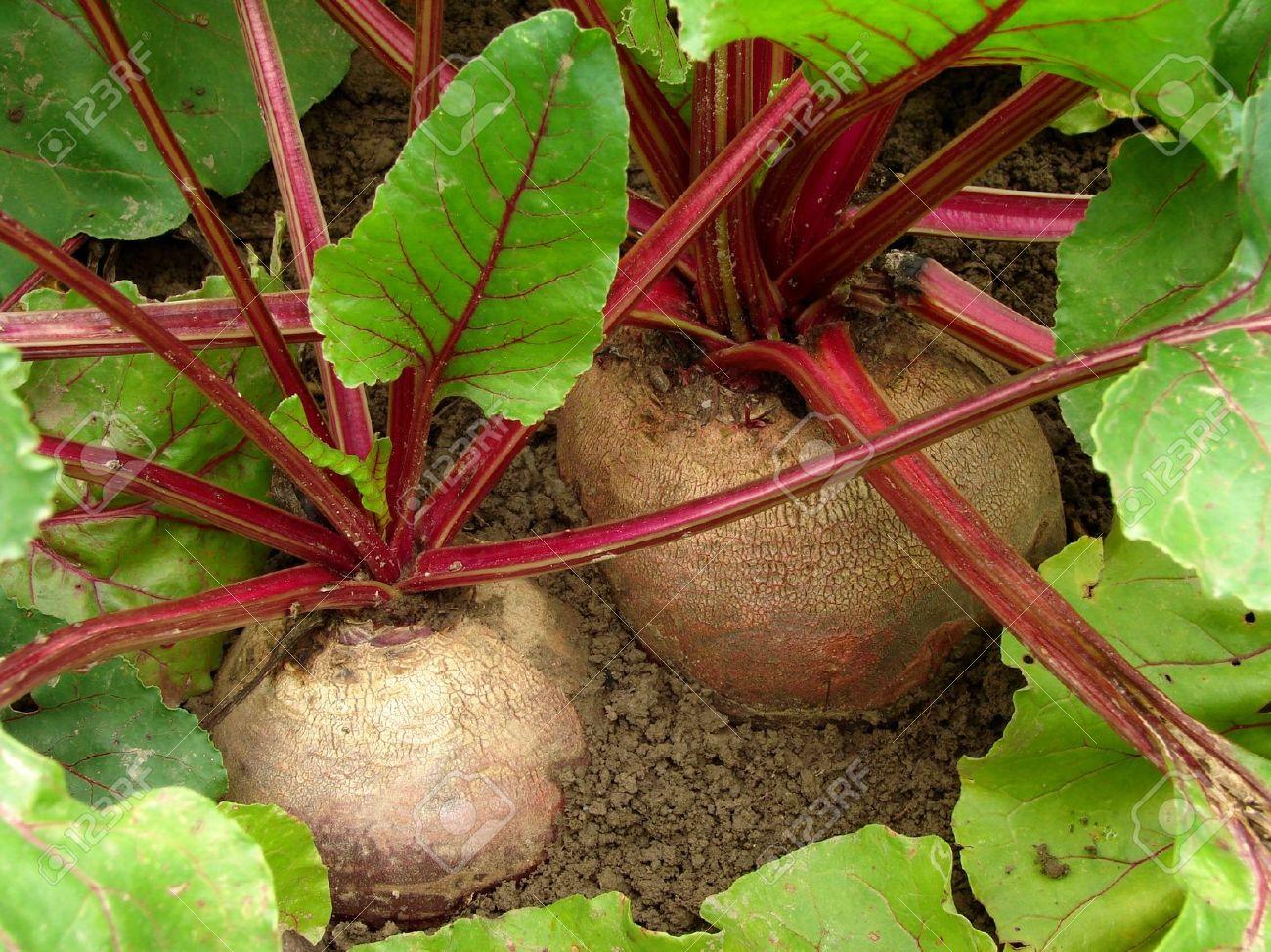 Organic-Beetroot-growin-on-beds | Farmworx Kenya | Agricultural ...