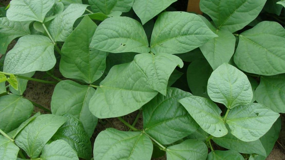 The best way to grow Cowpeas (kunde) for super profits