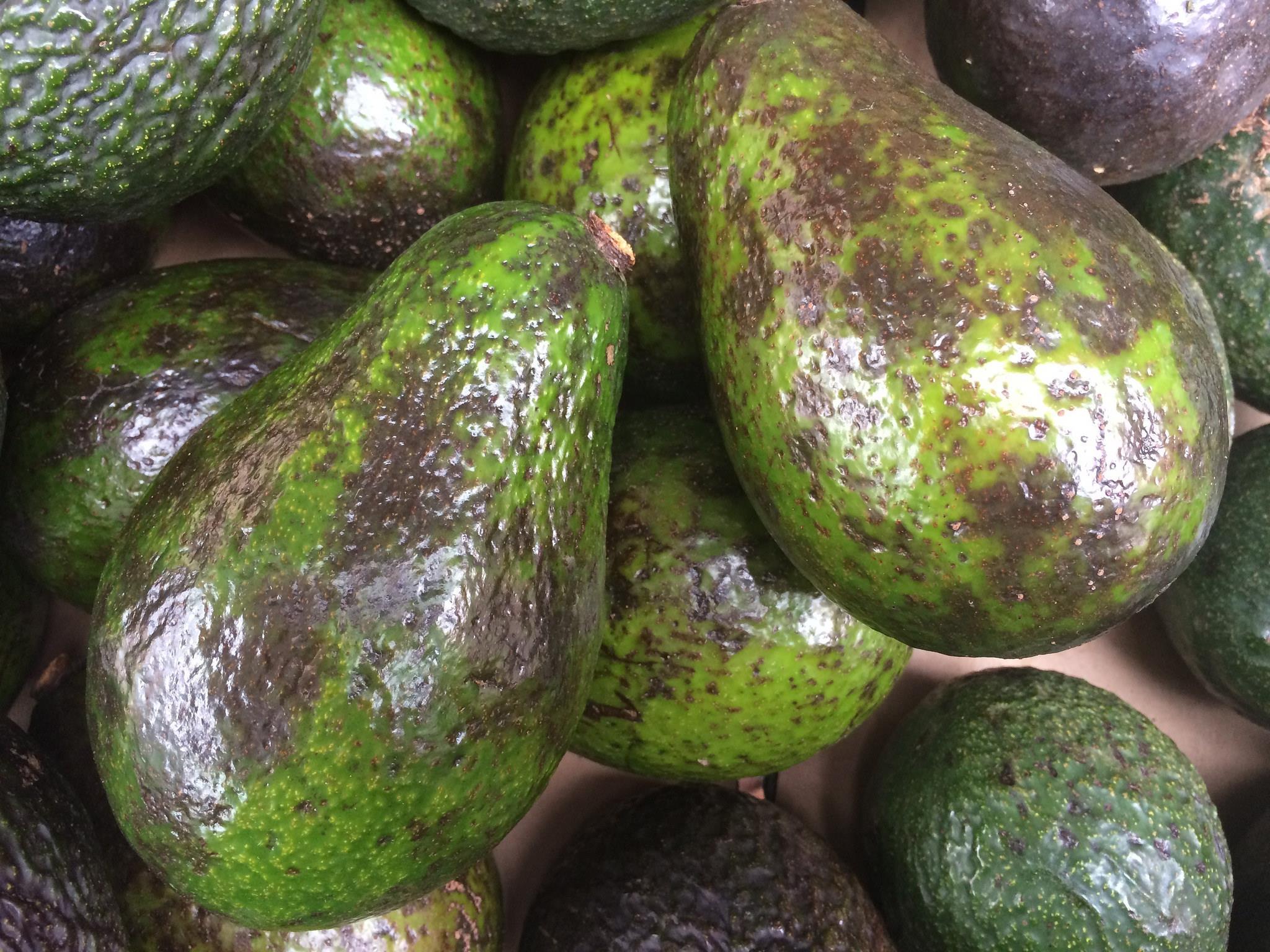 Hass avocado Farming;The ultimate guide the best farmers use