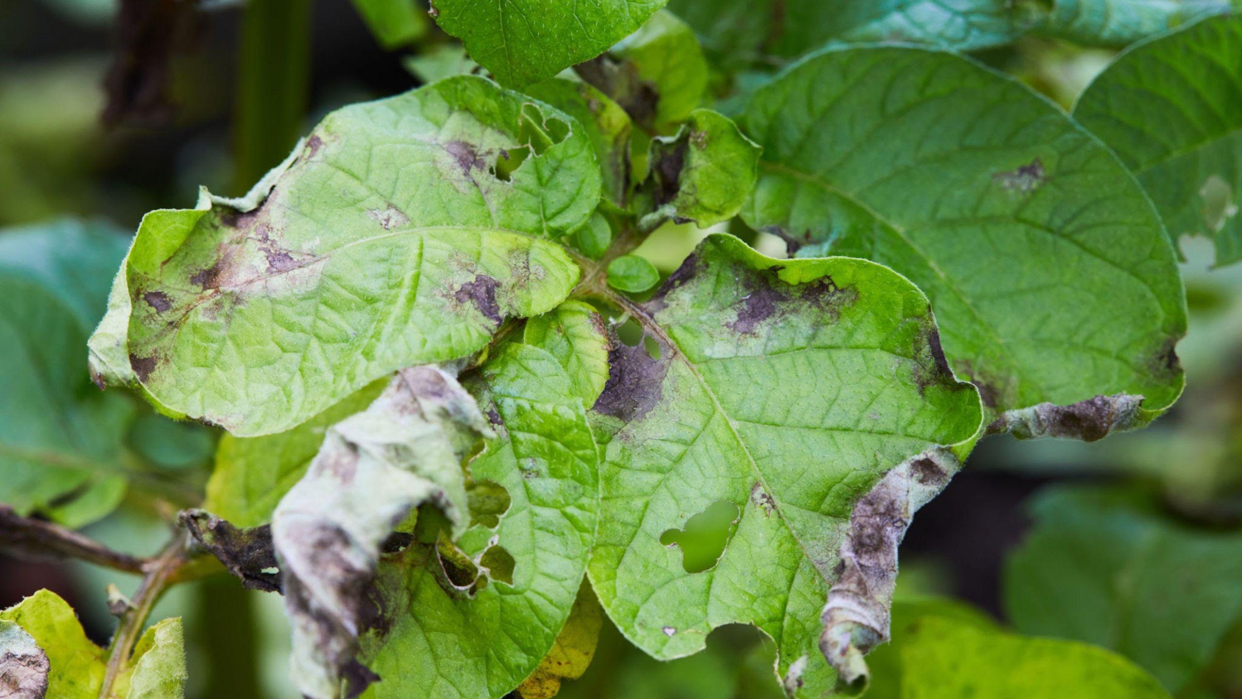 Late blight of potatoes symptoms | Farmworx Kenya | Agricultural ...