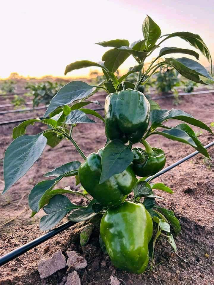 Capsicums Farming | Agricultural solution center