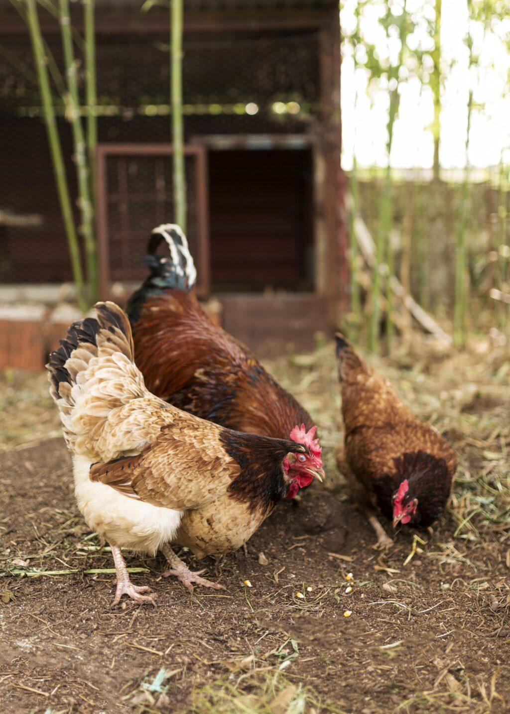 Farm Clinic | Agricultural solution centre