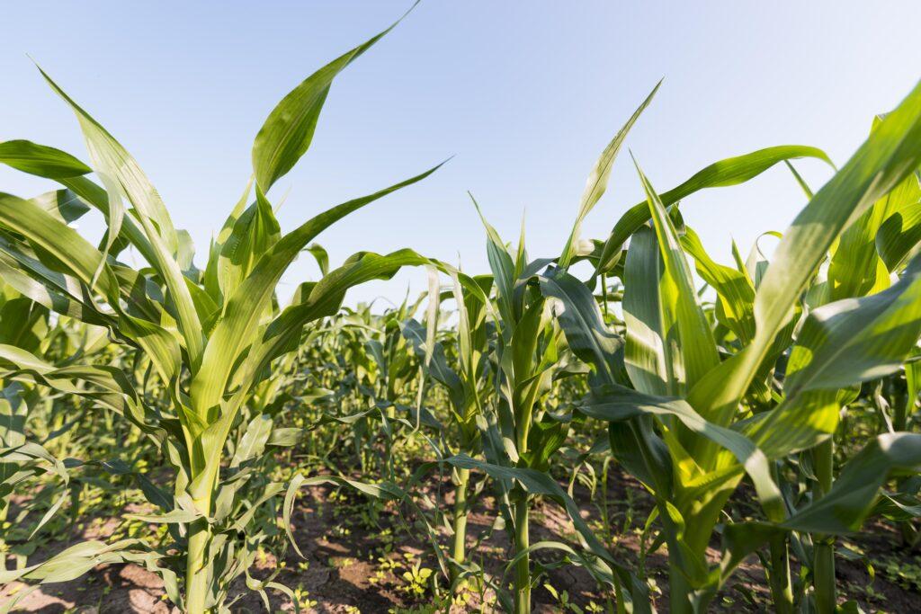 Maize farming in kenya | Farmworx Kenya | Agricultural Solution Center