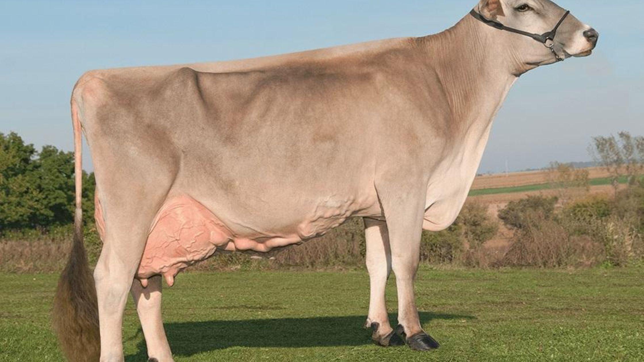 Best Milk cow for beginners | Farmworx Kenya | Agricultural Solution Center