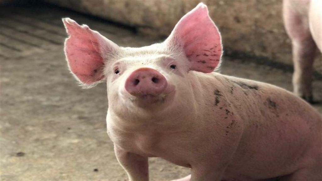 Pig Farming | Farmworx Kenya | Agricultural Solution Center