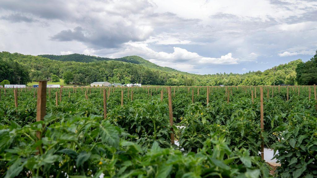 The simple secret of kale(Sukuma Wiki) Farming in Kenya 2024