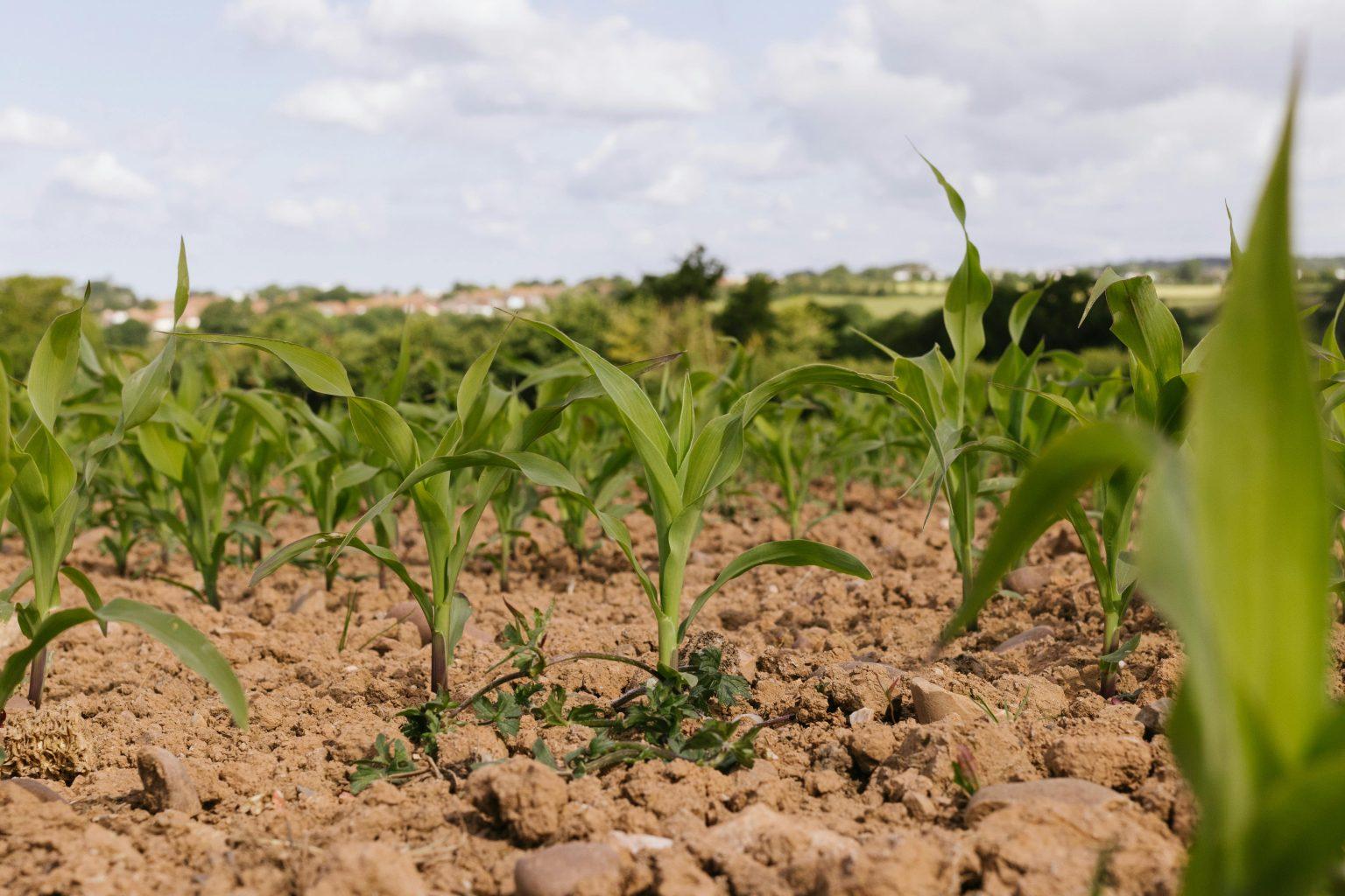 Maize Farming in Kenya:How to Grow Maize for High Yields