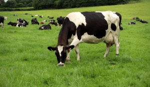 The True Cost Of Friesian Cows In Kenya:Is It Worth It? - Farmworx ...
