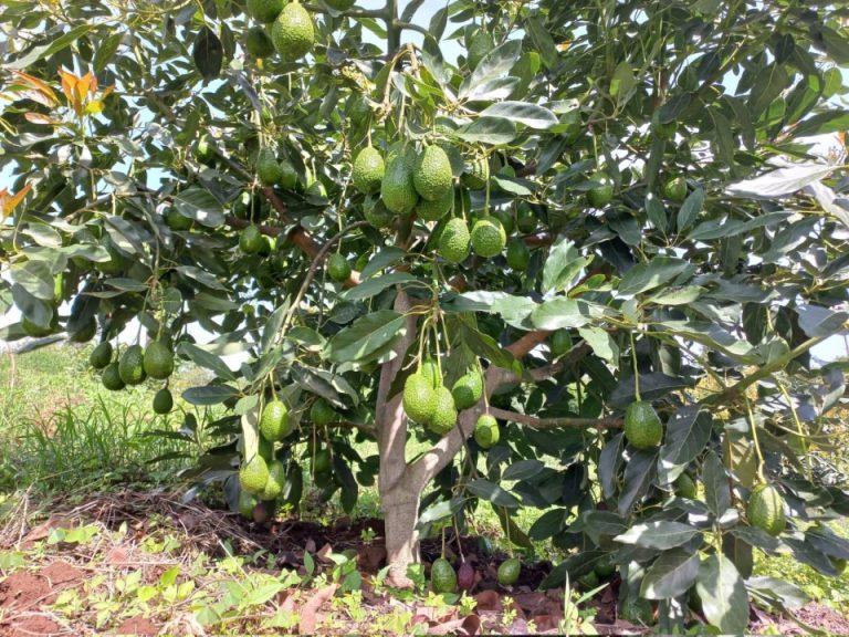 Is Hass Avocado Farming Profitable? Cost And Profit Analysis - Farmworx ...