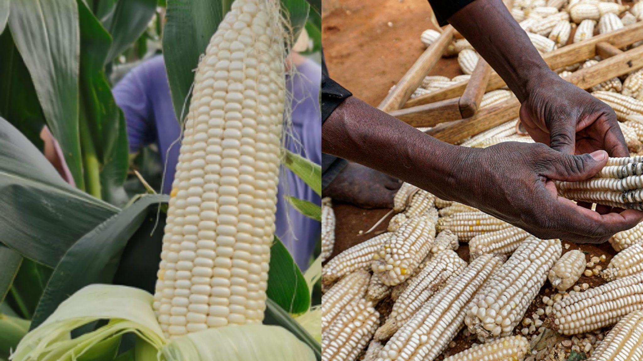 Maize Farming in Kenya:How to Grow Maize for High Yields