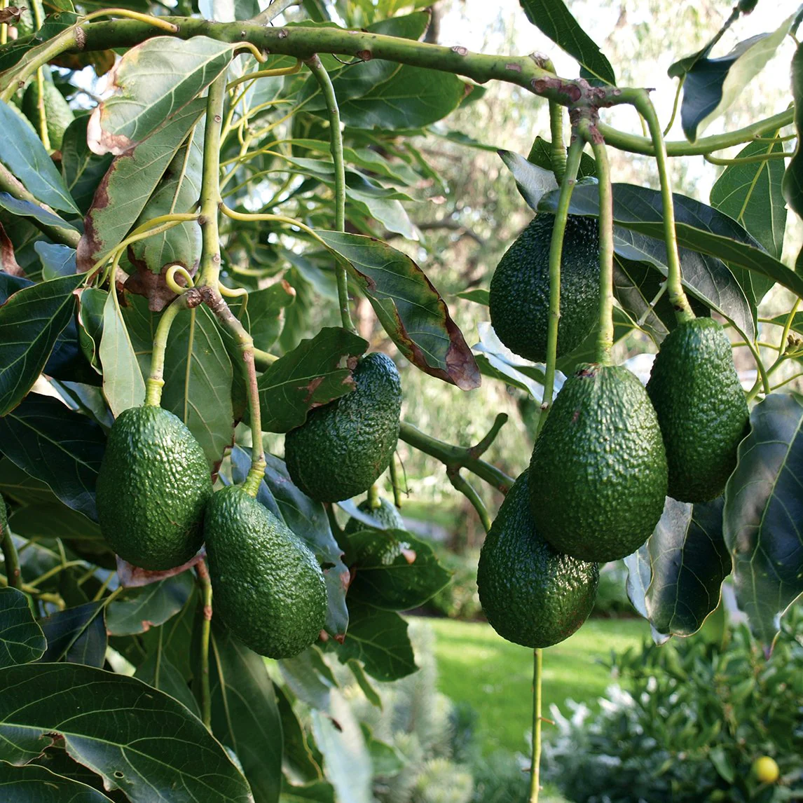 Is Hass Avocado Farming Profitable? Cost And Profit Analysis - Farmworx ...