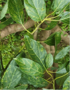 Persea Mites In Avocado Farming In Kenya:What They Are,how To Control ...